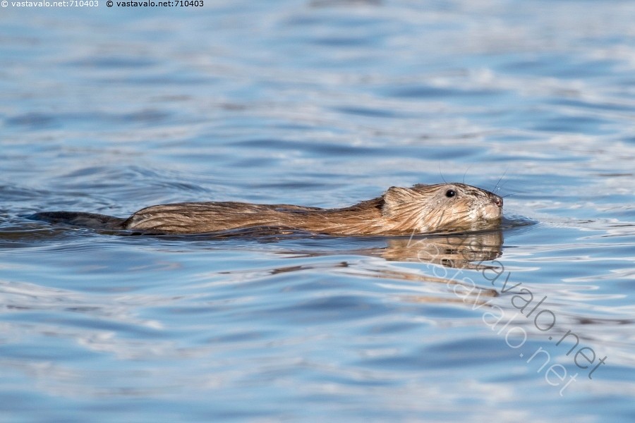 Kuva: Piisami - piisami Ondatra zibethicus vesirotta jyrsijä myyrälaji ...