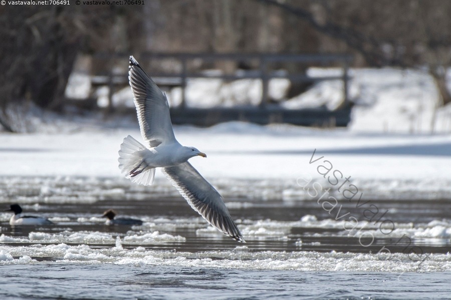 Kuva: Merilokki - merilokki Larus marinus lintu lokki lokkilintu ...