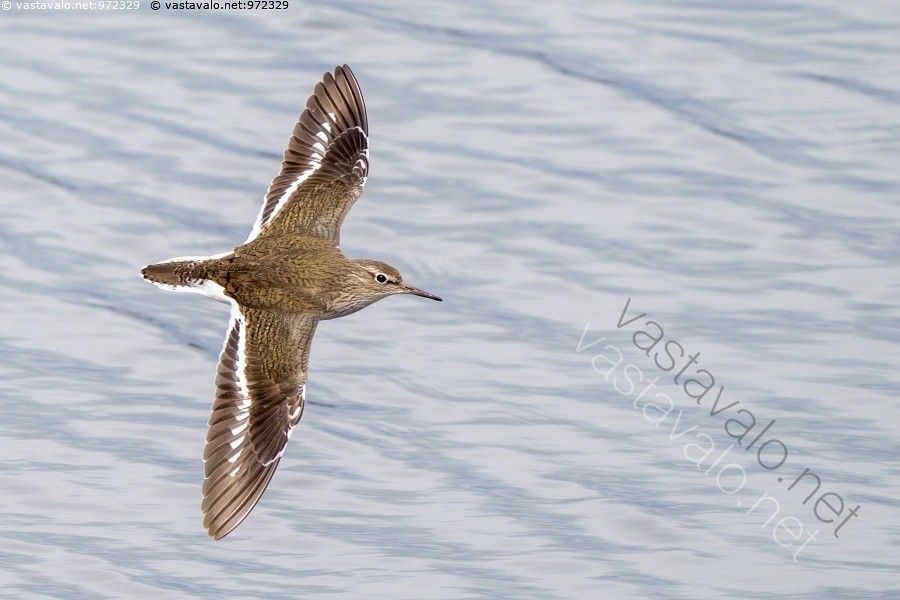Kuva: Rantasipi lennossa - rantasipi Actitis hypoleucos rantalintu ...