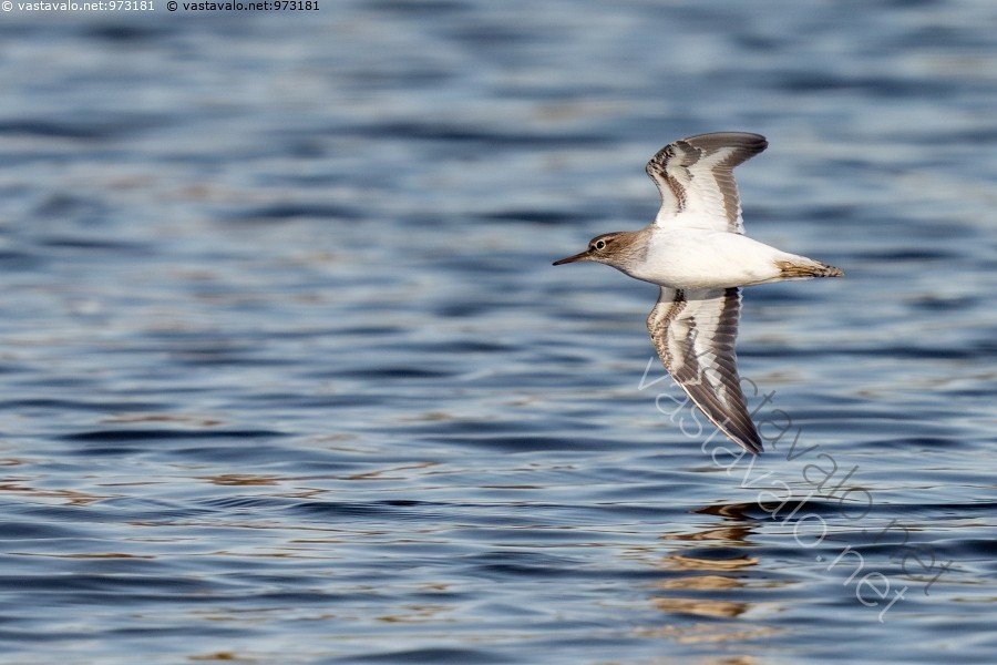 Kuva: Rantasipi lennossa - rantasipi Actitis hypoleucos rantalintu ...