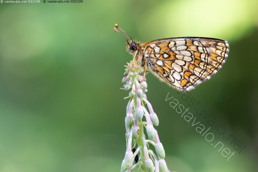 Kuva: Ratamoverkkoperhonen - ratamoverkkoperhonen Melitaea athalia ...
