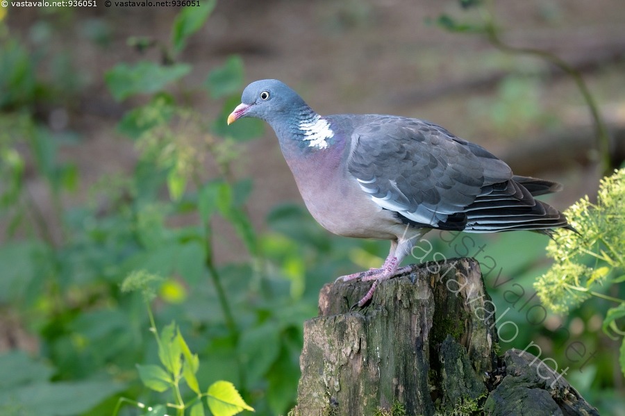 Kuva: Sepelkyyhky - sepelkyyhky Columba palumbus lintu kyyhkylintu ...