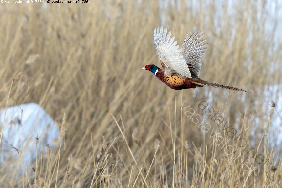 Kuva: Fasaani - Phasianus colchicus fasaani koiras riistalintu ...
