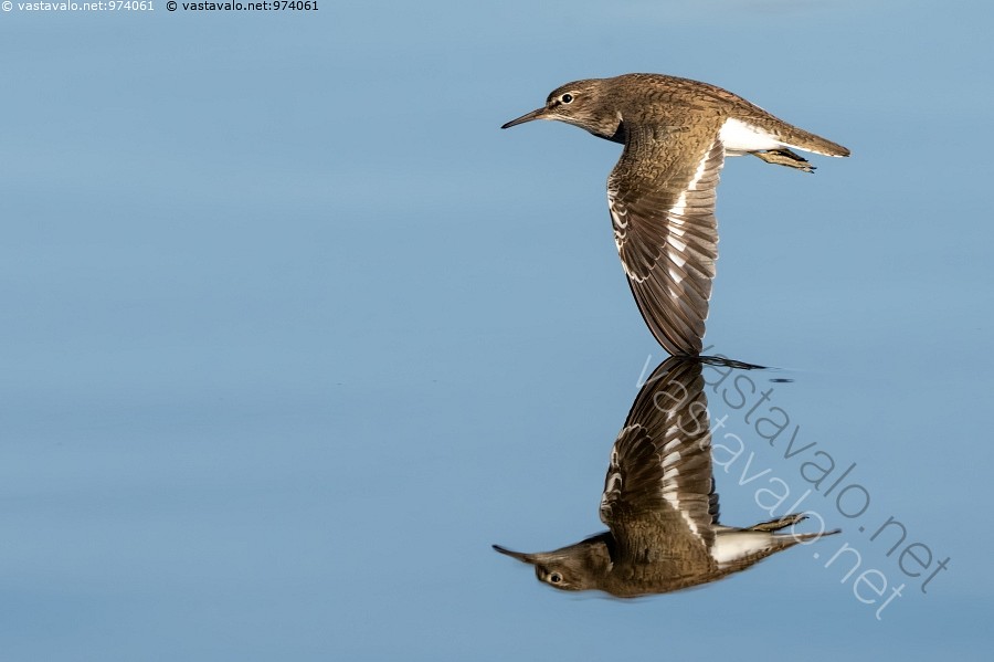 Kuva: Rantasipi lennossa - rantasipi Actitis hypoleucos rantalintu ...