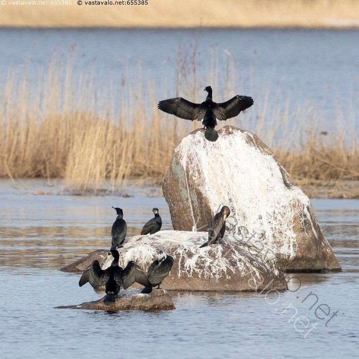 Kuva: Merimetsot - merimetso merimetsot Phalacrocorax carbo lintu ...