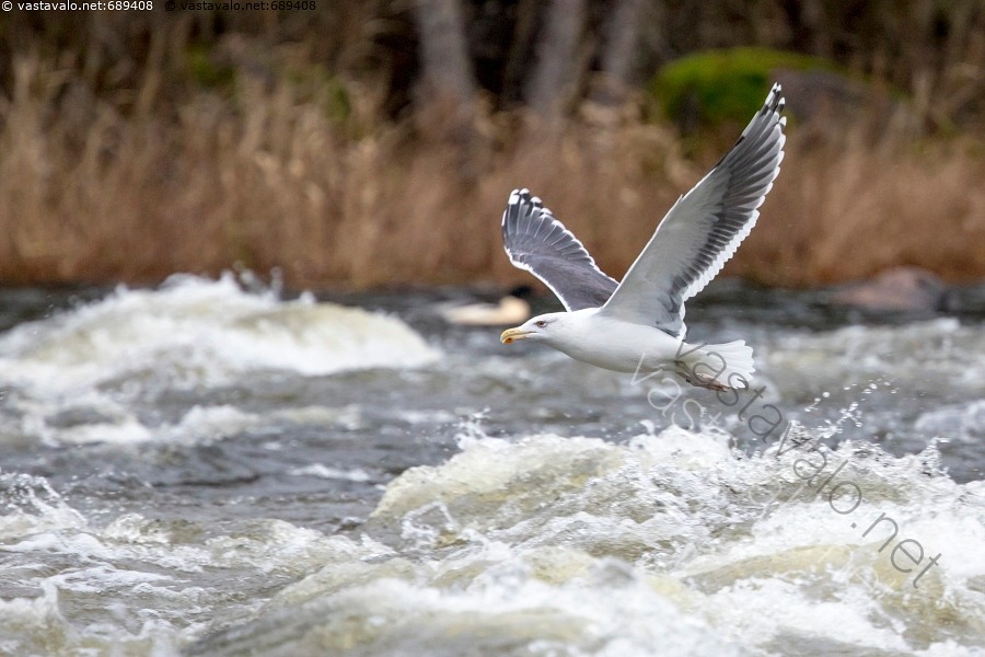 Kuva: Merilokki - merilokki Larus marinus lintu linnut rantalinnut ...