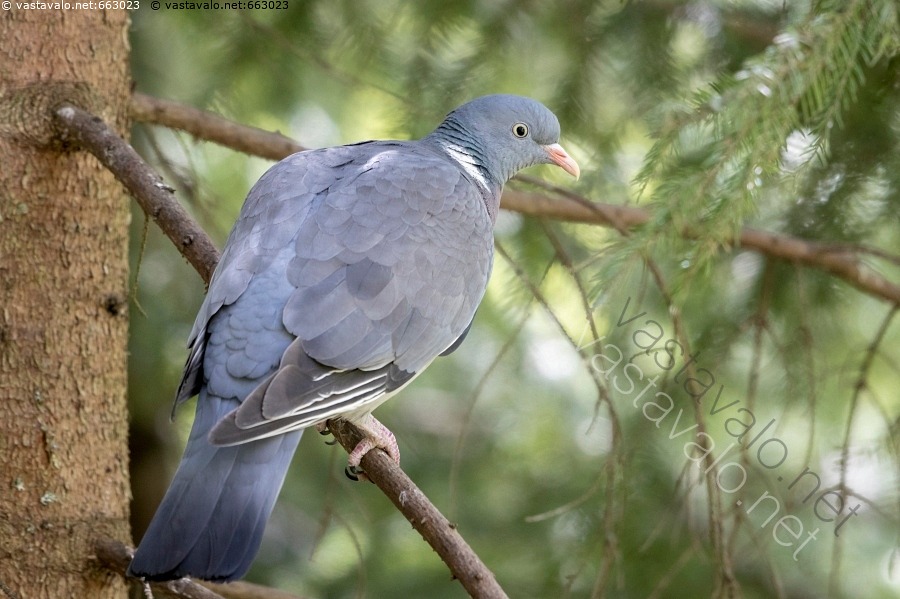 Kuva: Sepelkyyhky - sepelkyyhky Columba palumbus lintu kyyhkylintu ...