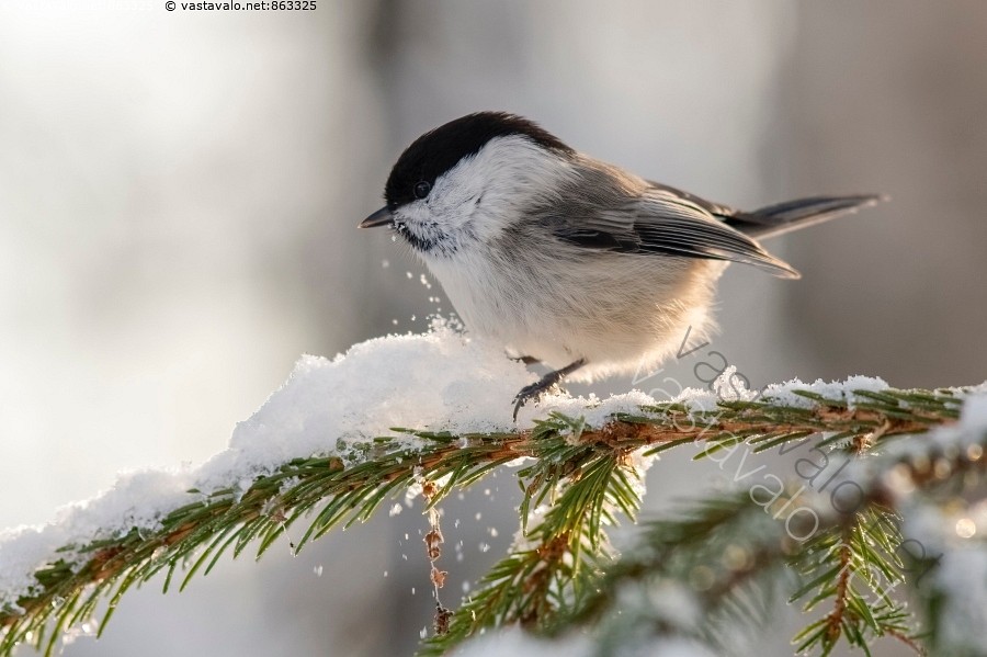 Kuva: Hömötiainen - hömötiainen Parus montanus lintu tiainen oksa ...