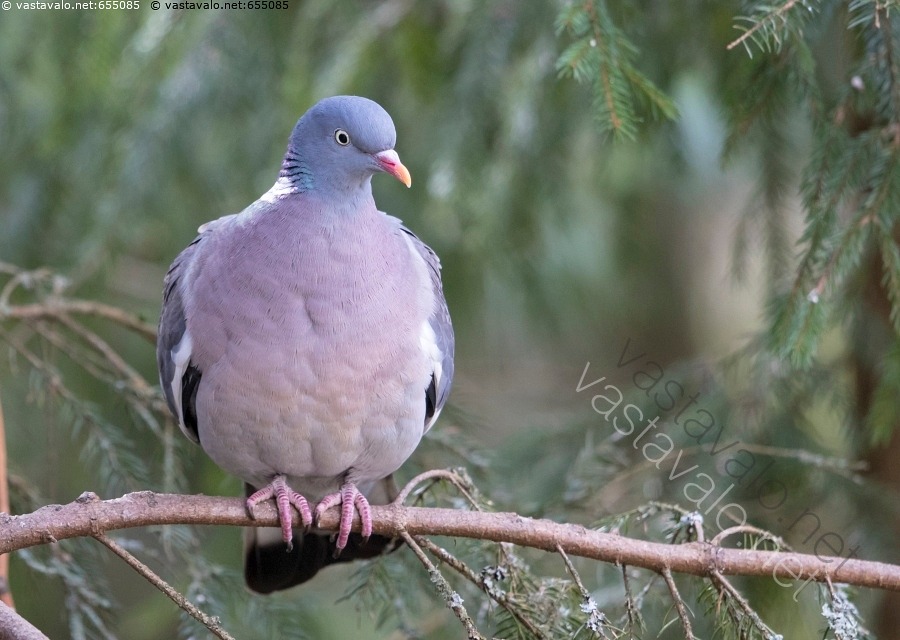 Kuva: Sepelkyyhky - sepelkyyhky Columba palumbus lintu kyyhky ...