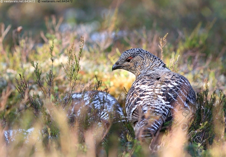 Kuva: Koppelo - koppelo metso naarasmetso metsonaaras naaras Tetrao ...