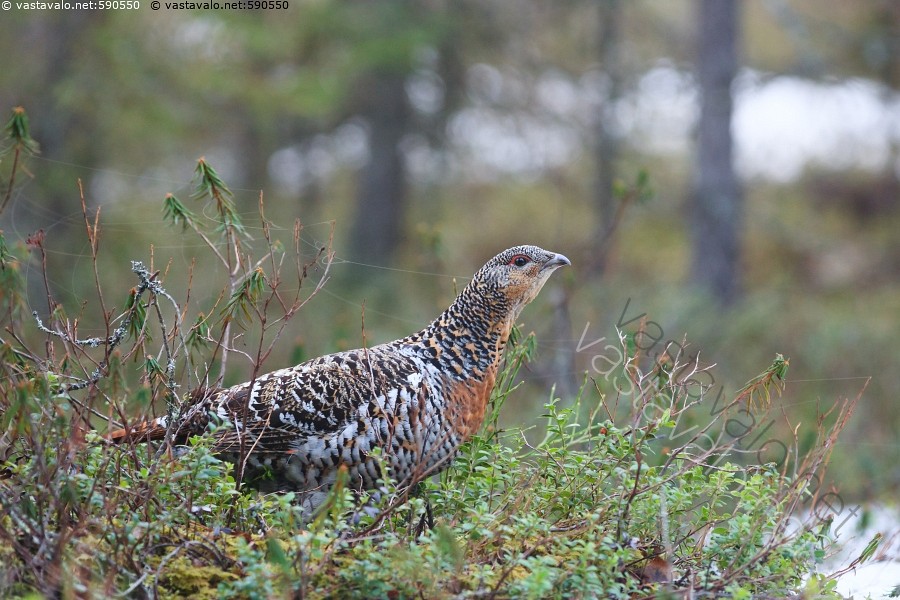 Kuva: Koppelo soidinpaikalla - metso naarasmetso koppelo naaras ...
