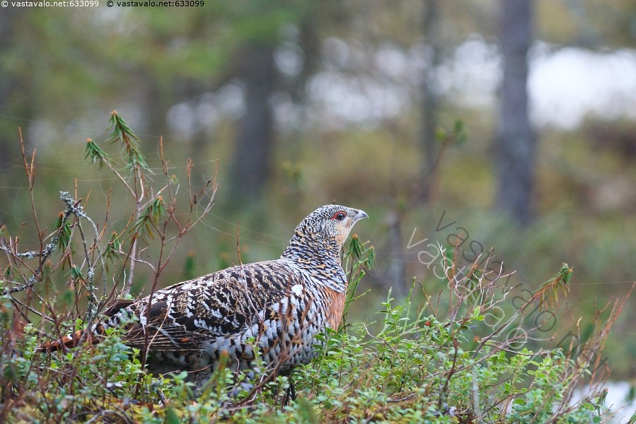 Kuva: Koppelo - koppelo metso naarasmetso naaras Tetrao urogallus ...