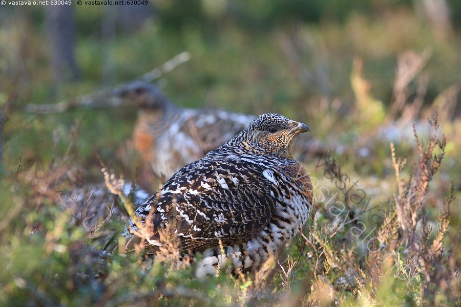 Kuva: Koppelot - koppelo koppelot metso naarasmetso naaras riistalintu ...