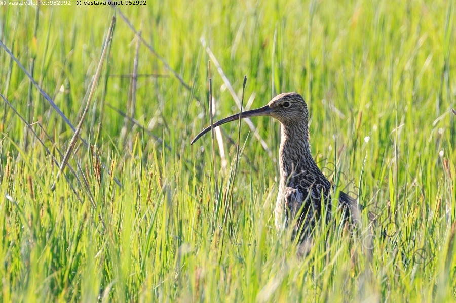 Kuva: Kuovi - kuovi isokuovi Numenius arquata suuri suurikokoinen iso ...