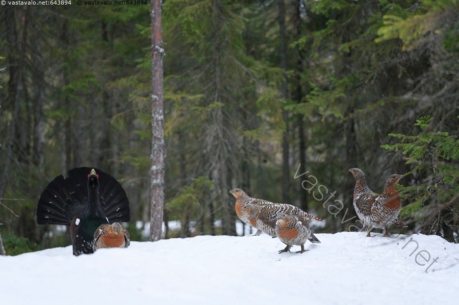 Kuva: Metso ja koppelot - metso koppelot koppelo haaremi koppelohaaremi ...