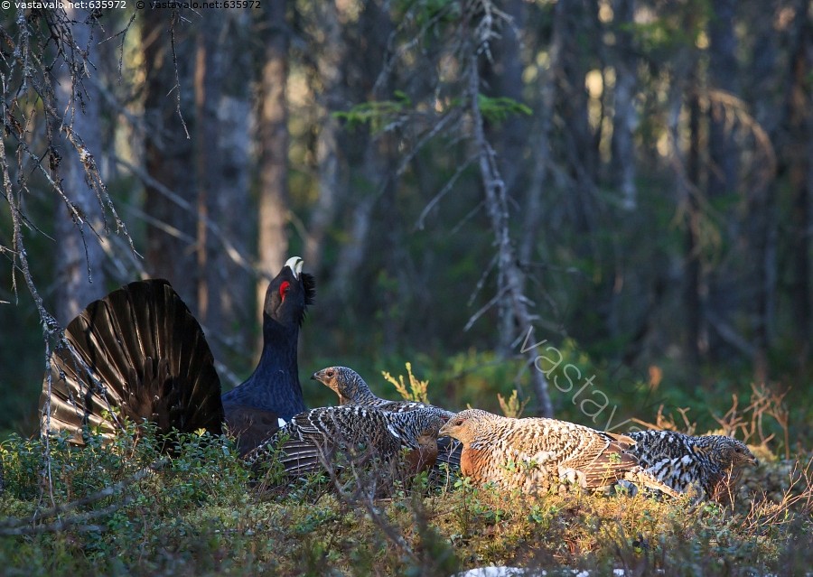 Kuva: Metson soidin - metso Tetrao urogallus koppelo koppelot ...