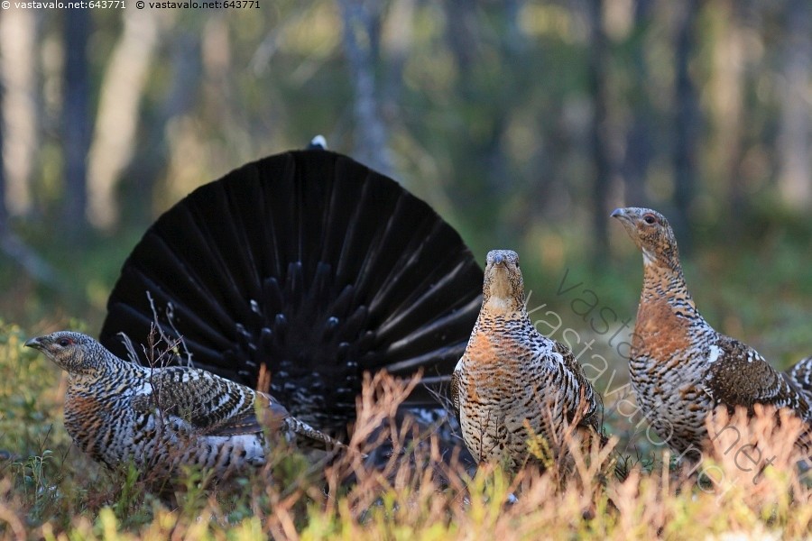 Kuva: Koppelot ja metso - metso koppelot koppelo haaremi koppelohaaremi ...