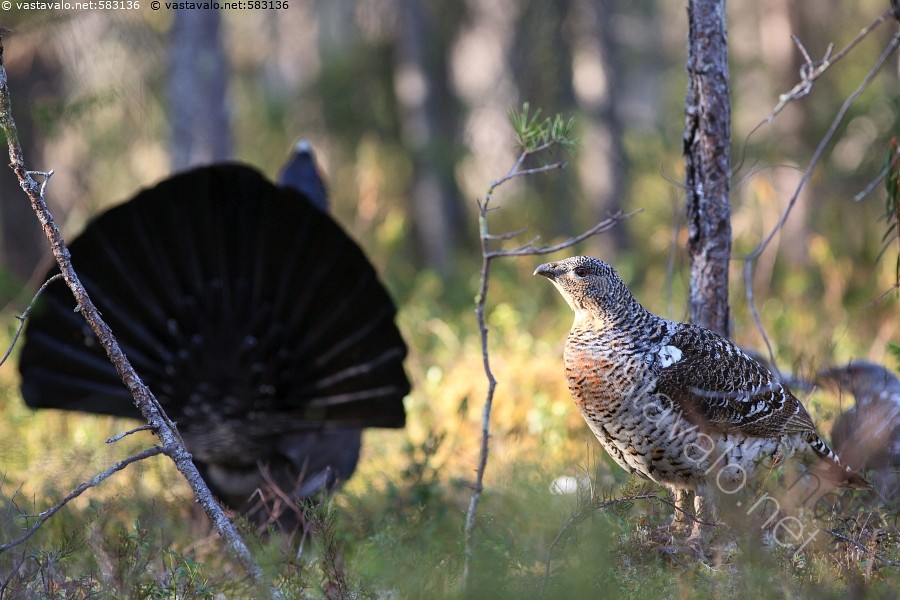 Kuva: metso ja koppelo - metso ukkometso naarasmetso naaras koppelo ...