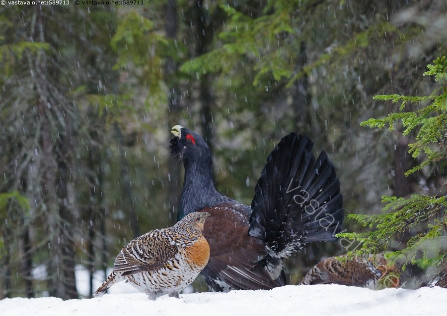 Kuva: Metso räntäsateessa - metso metsokukko lumisade räntäsade sade ...