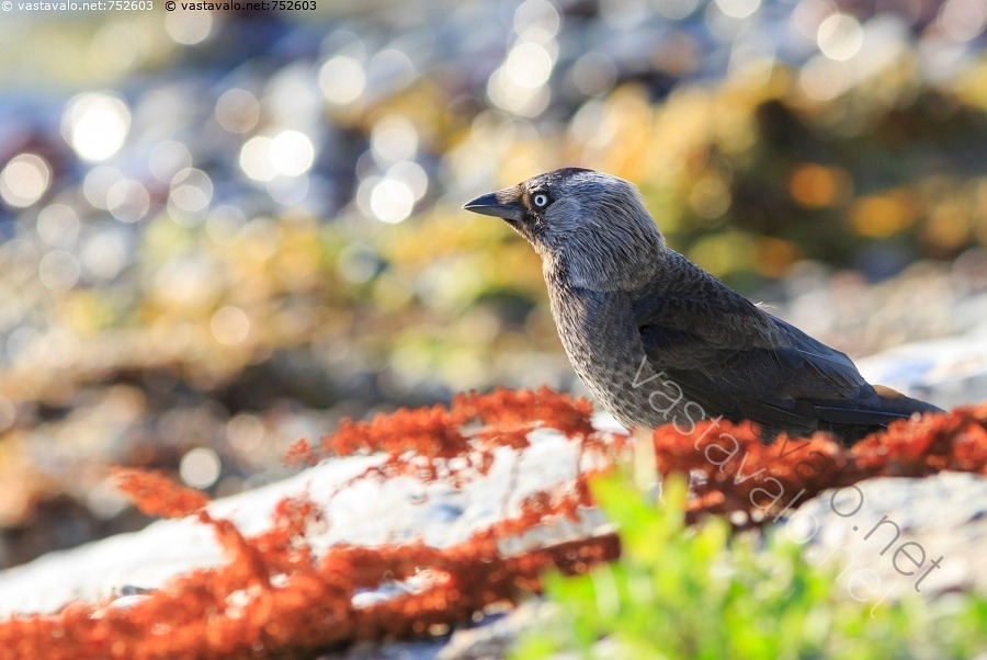Kuva: Naakka - naakka varislintu lintu Corvus monedula rantakivi ...