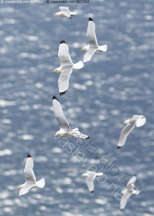 Kuva: Pikkukajavat - pikkukajava pikkukajavat pikkukajavaparvi parvi ...