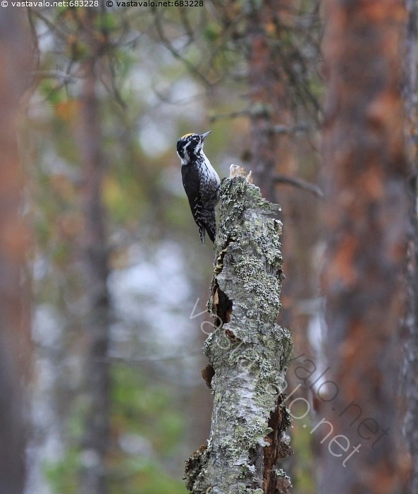 Kuva: Pohjantikka - pohjantikka Picoides tridactylus tikka koiras koivu ...