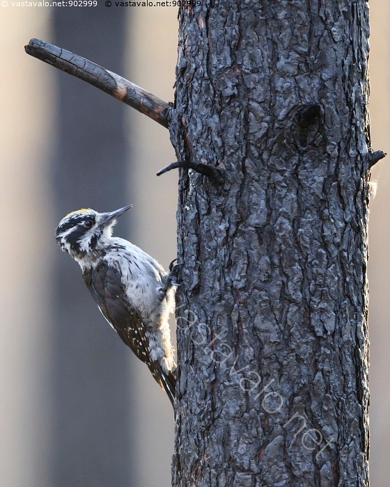 Kuva: Pohjantikka - pohjantikka tikka koiras koiraspohjantikka Picoides ...