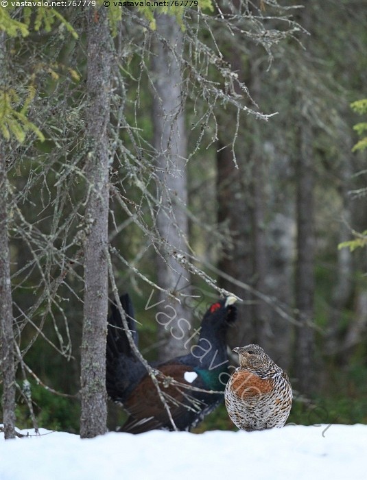 Kuva: Metsokukko ja koppelo - metso koppelo ukkometso kanalintu ...