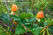 Kuva: Hillat - hilla lakka suomuurain hillamätäs lakkamätäs sato ...