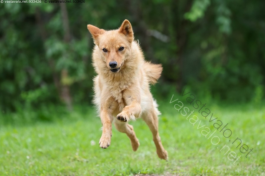 Kuva: Suomenpystykorva - suomenpystykorva pystykorvat koira pikinokka ...