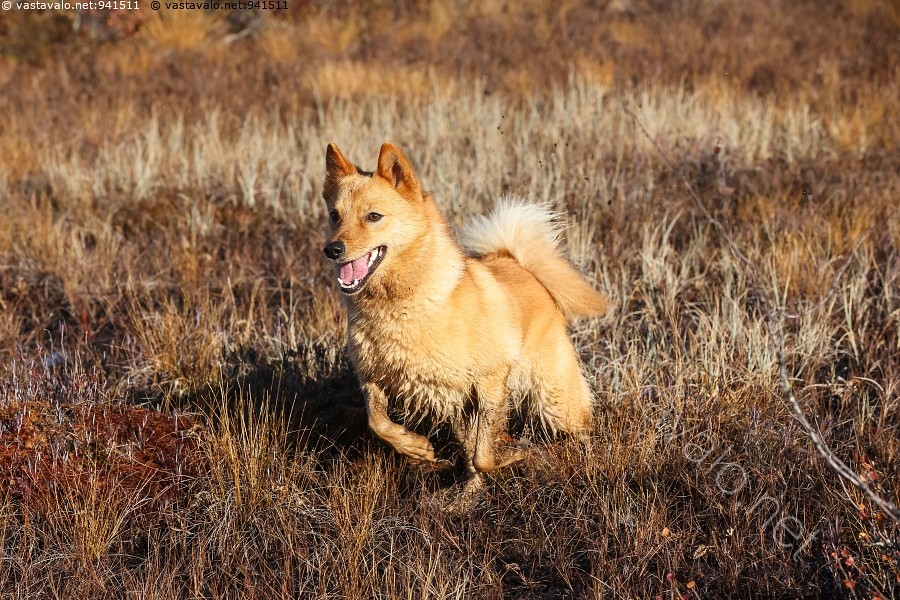 Kuva: Suomenpystykorva - suomenpystykorva Suomen kansalliskoira FCI ...
