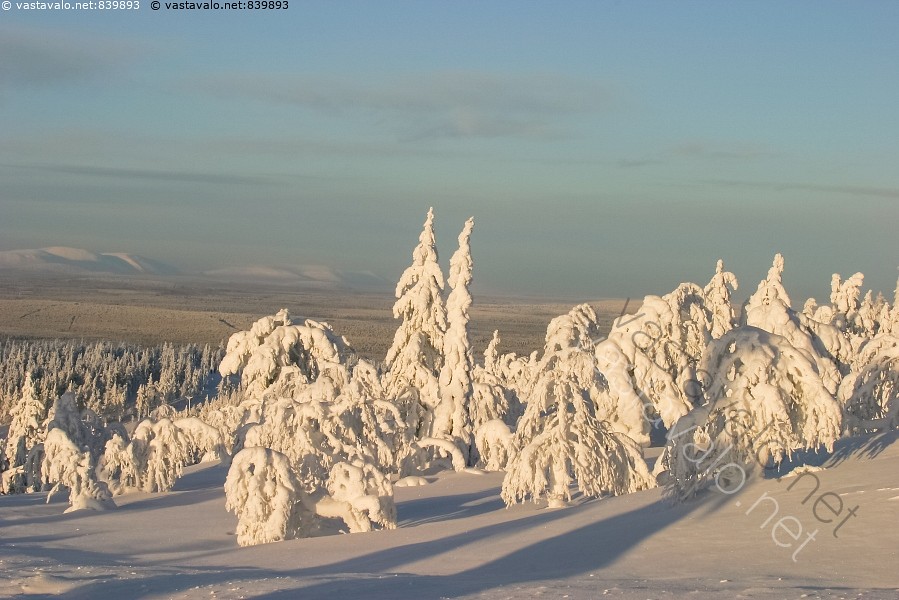 Kuva: Levitunturi - Levitunturi tunturi Lappi Sirkka tykky tykkypuut ...