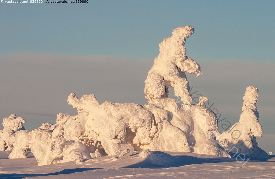 Kuva: Levitunturi - Levitunturi tunturi Lappi Sirkka tykky tykkypuut ...