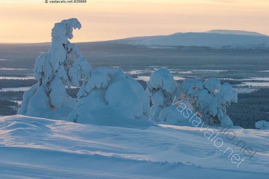 Kuva: Levitunturi - Levitunturi tunturi Lappi Sirkka tykky tykkypuut ...
