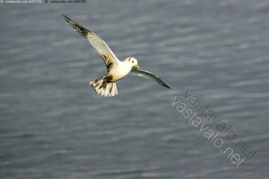 Kuva: Pikkukajava - pikkukajava kajava kajavat lokki lokit Rissa ...