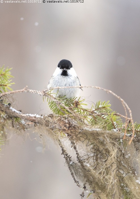 Kuva: Hömötiainen - hömötiainen Poecile montanus tiainen lintu linnut ...