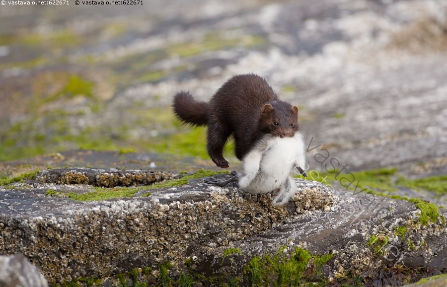 Kuva: Minkki - minkki pienpeto näätäeläin riista riistaeläin ...