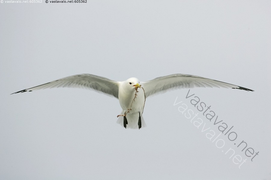 Kuva: Pikkukajava - pikkukajava kajava lokki lokit lentää pesänrakennus ...