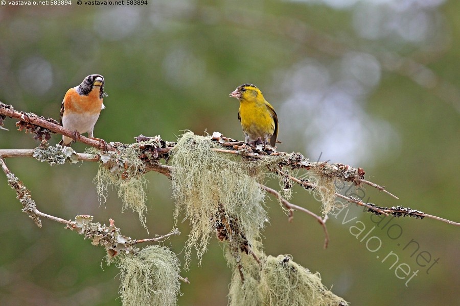 Kuva: Vihervarpunen - vihervarpunen peipot järripeippo naava koiraat ...