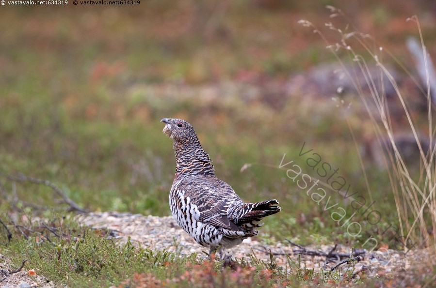 Kuva: Koppelo - koppelo metso naaras akkametso metsäkana metsäkanalintu ...