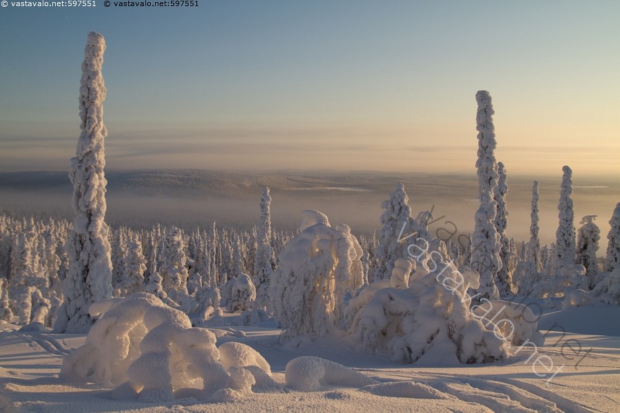 Kuva: Levitunturi - Levitunturi Levi tunturi Lappi tykky tykkypuut latu ...