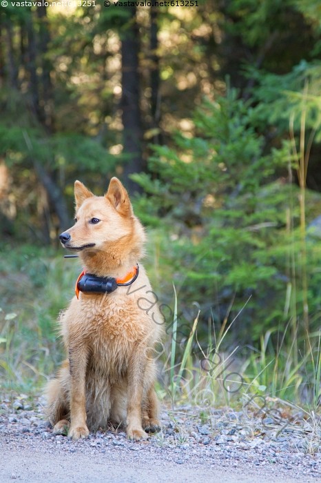 Kuva: Suomenpystykorva - suomenpystykorva pystykorva lintukoira ...