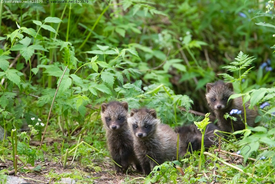 Kuva: Supi - supi supikoira koiraeläin petoeläin turkiseläin riista ...
