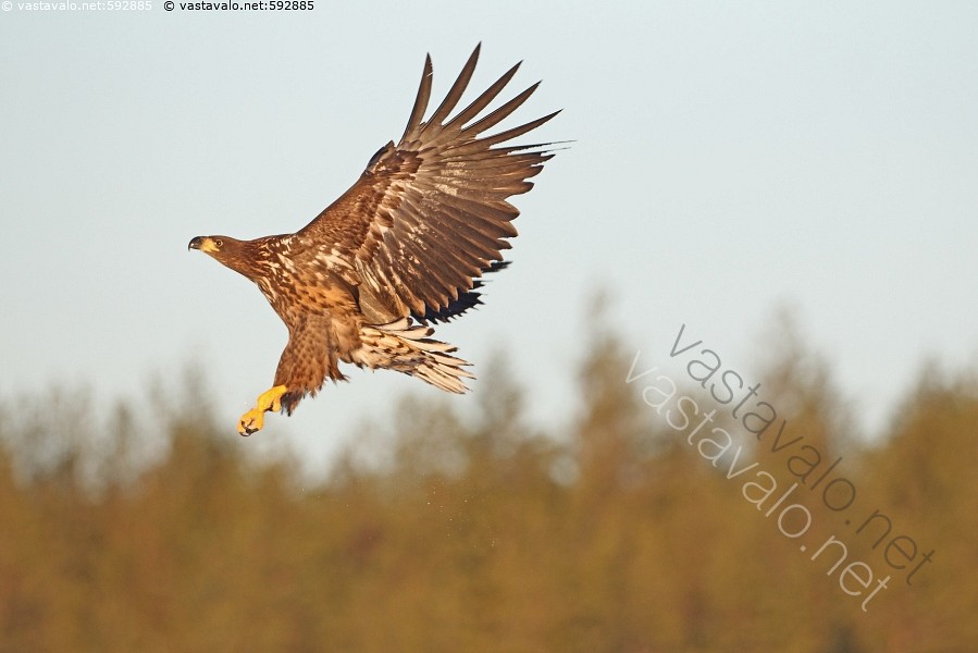 Kuva: Suomenpystykorva - suomenpystykorva pystykorva lintukoira ...