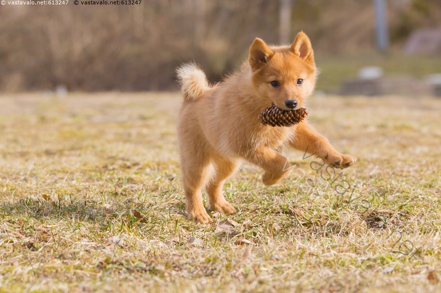 Kuva: Suomenpystykorva - suomenpystykorva pystykorva lintukoira ...