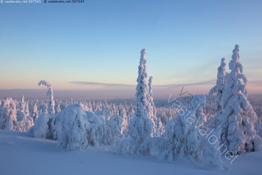 Kuva: Levitunturi - Levitunturi Levi Lappi tunturi talvi tykky kuusi ...