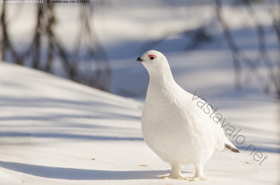 Kuva: Riekko - riekko koiras talvi talvipuku metsäkana metsäkanalintu ...
