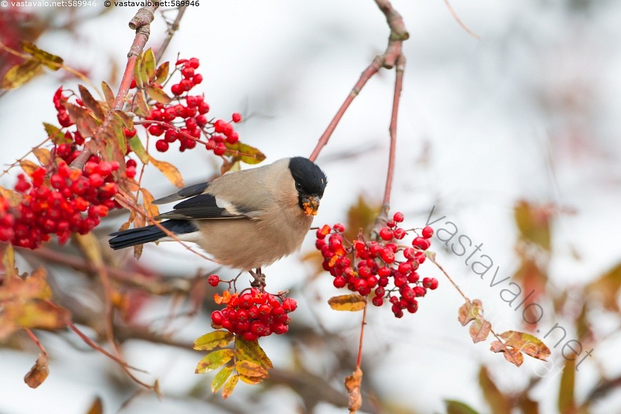 Kuva: Punatulkku - punatulkku peipot Pyrryhula pyrrhula pihlaja marja ...