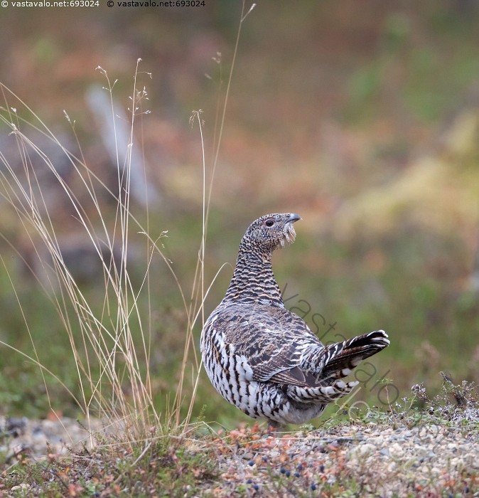 Kuva: Koppelo - koppelo metso naaras metsäkanalintu metsäkana riista ...