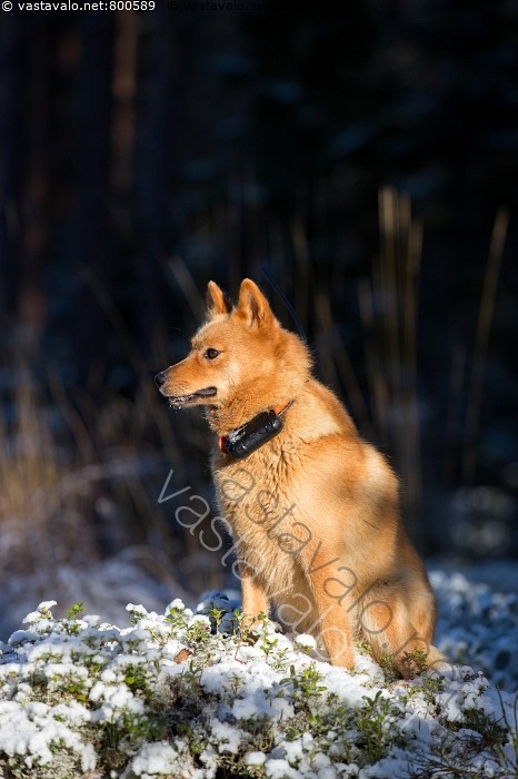 Kuva: Suomenpystykorva - suomenpystykorva pystykorva kansalliskoira ...